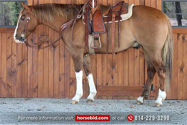 Rolex - Very Flashy & Attractive 7 Yr Old Dun Quarter Horse Gelding!