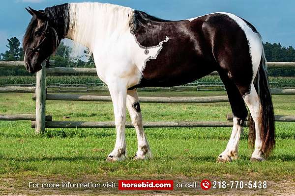 Marilynn - Absolutely Breathtaking 5 Yr Old Black & White FBHR Mare!