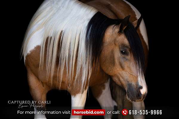 Jewl - Truly One of a Kind 5 Yr Old Paint Gypsy/QH Cross Mare!