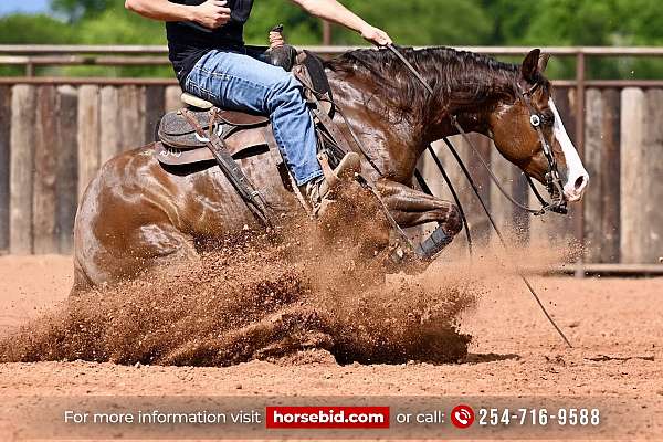 Jewels - Friendly, Flashy & Fun 4 Yr Old Sorrel AQHA Mare!