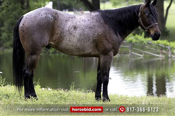 Hobie - Super Fancy Ranch & Trail Horse 6 Yr Old Bay Roan APHA Gelding!