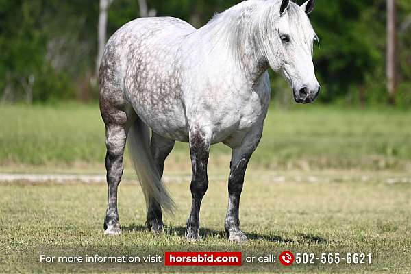 Dior - Incredible All-Around Horse 6 yo Dappled Gray Draft Cross Mare!