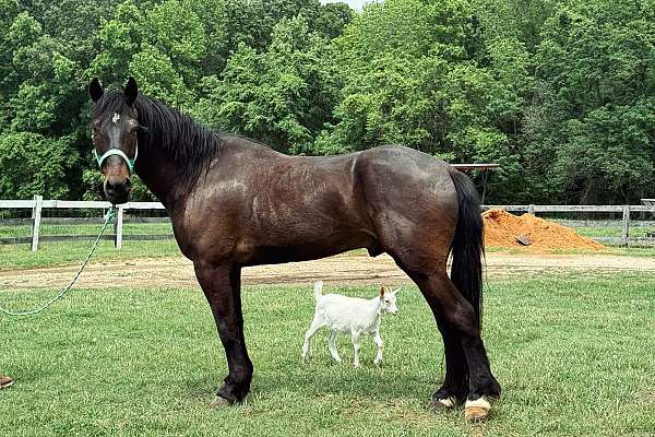 Safe Safe Safe Draft X Gelding