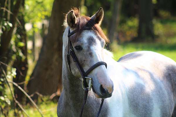 4yo Large Pony Hunter Prospect