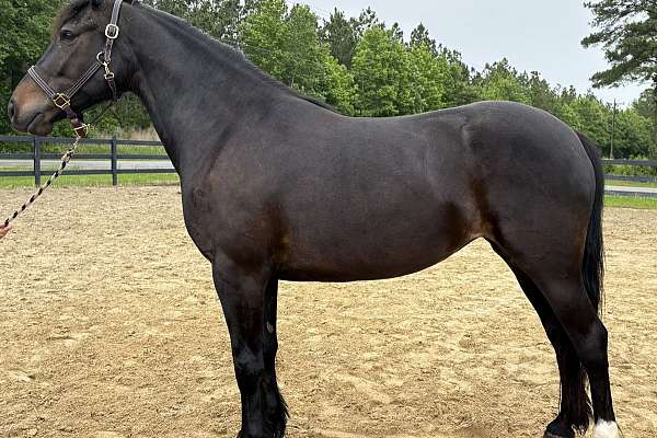QH Cross Mare