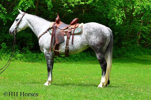 Gentle, Safe, Well Trained, Well Bred AQHA Dapple Gray Mare, Gentle