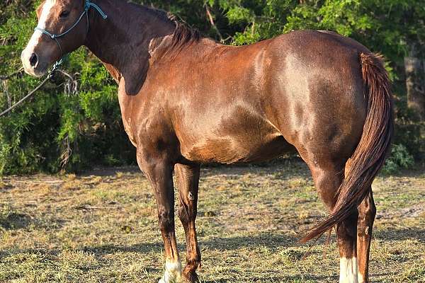 Gorgeous 2014 AQHA Chestnut Rabicano Mare ~ in Foal!