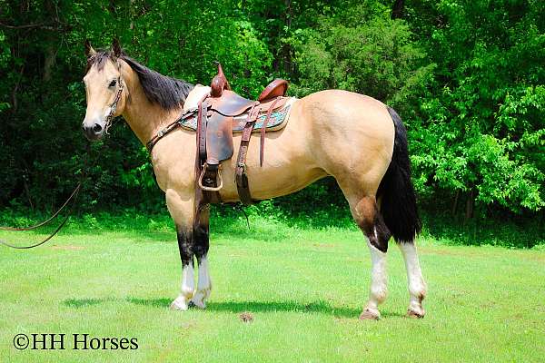 Flashy Buckskin and White Tobiano Paint Mare, Gentle, Ranch Work, Trails