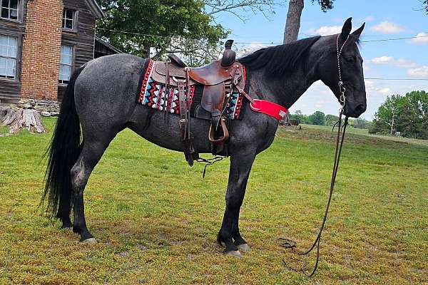 This Blue Roan Tennessee Walking Mare Will Surely Get You Noticed!