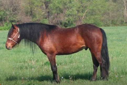 Mario is a Gorgeous Bay Registered BLM Mustang!