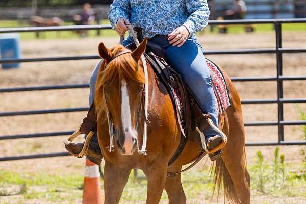 All Around Bombproof Family Horse