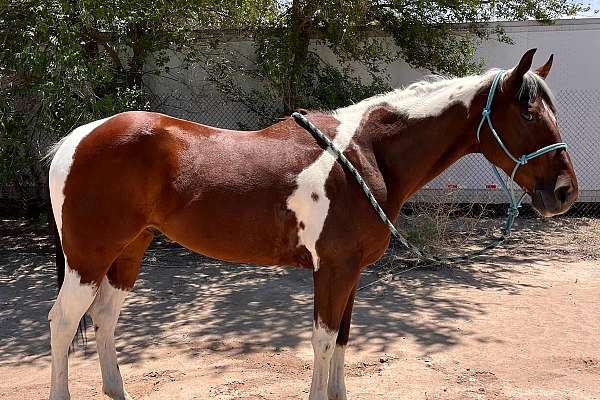 Duvalin is a Drop Dead Gorgeous Bay Tobiano Paint Gelding!