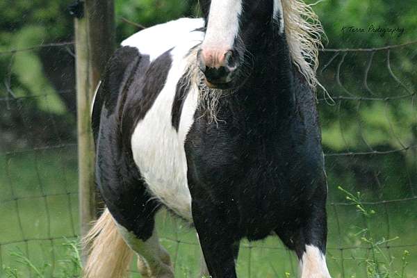 Heavy Traditional Filly, a Home Run Girl