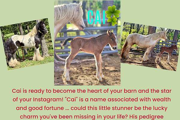 Absolutely Beautiful Bay Colt Looking for His Forever Friend