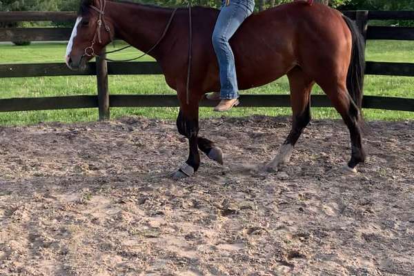 Flashy All Around Mare With Loads of Potential