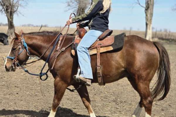 Metallic Cat Stud Fee