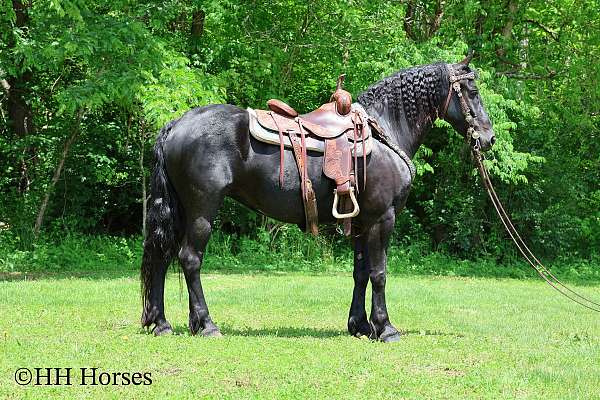 Really Fancy Black Friesian Quarter Horse Crossbred Mare, Rides and Drives