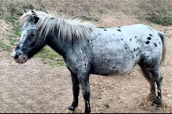 AMHA/AMHR Appy Mini Mare