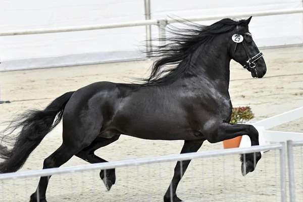 Friesian Stallion Ster Aaa, Standing At Stud