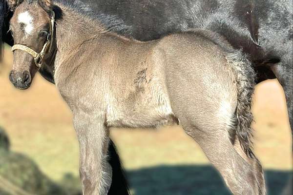 Very Nice Blue Roan Gypsy Vanner Colt