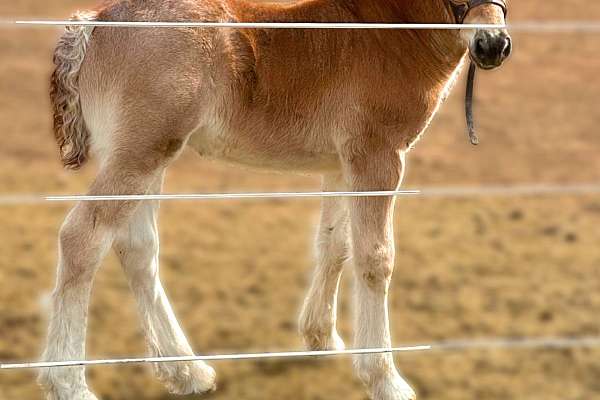 Red Roan Colt to Fire Up Your Life