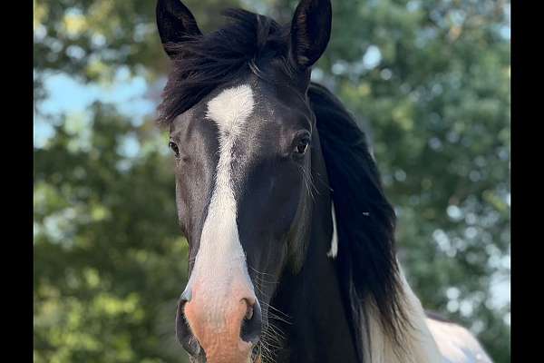 Tall 2 Yr Old Pinto Hanoverianx Sport Gelding