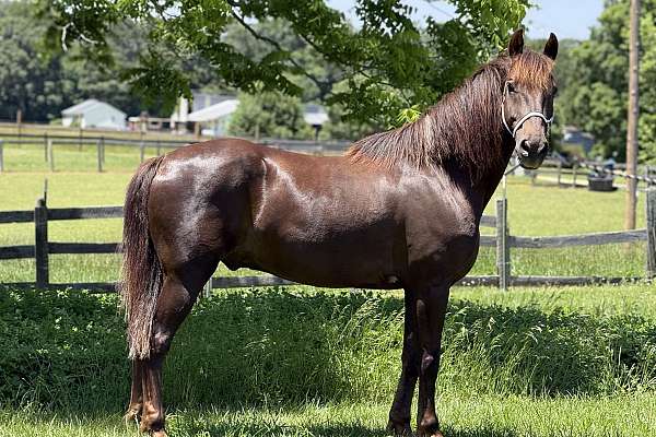Beautiful Morgan Gelding