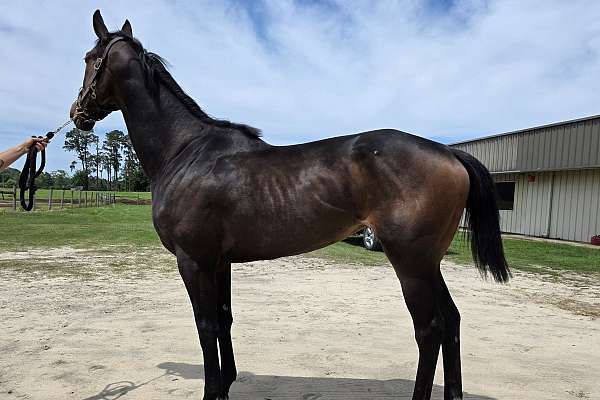 3yo OTTB Filly- Star Venezuelan