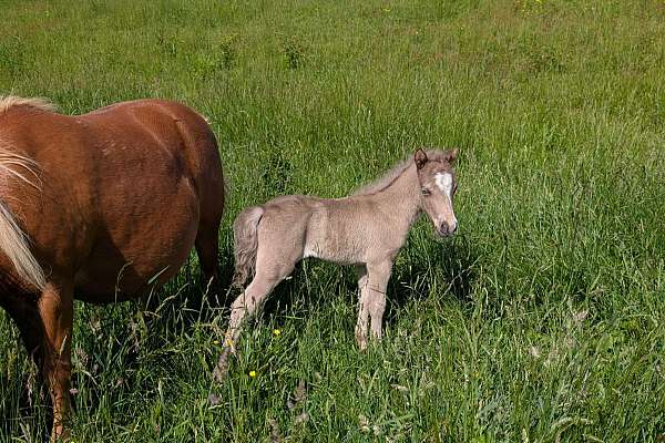 2025 Silver Dapple Mini Colt With Blue Eyes