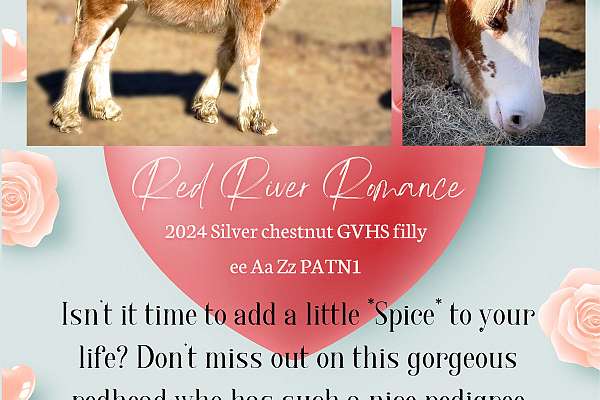 It's a Red Hot Summer With This Silver Chestnut Gypsy Vanner Filly!