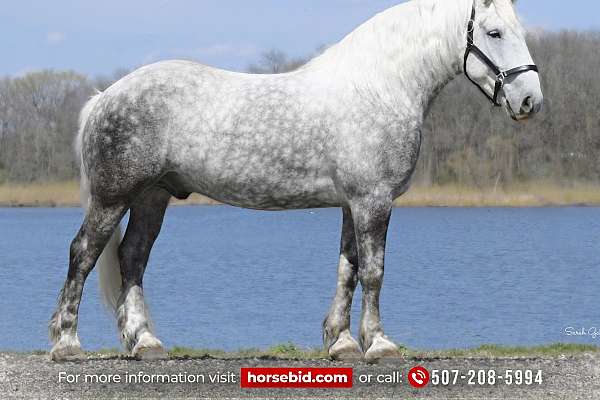 Titan - Super Talented 6 Yr Old Dapple Grey Draft Cross Gelding!