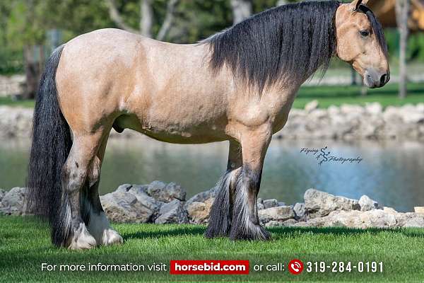 Tater - Stunning All-Around Horse 5 Yr Old Buckskin Gypsy Vanner Gelding!