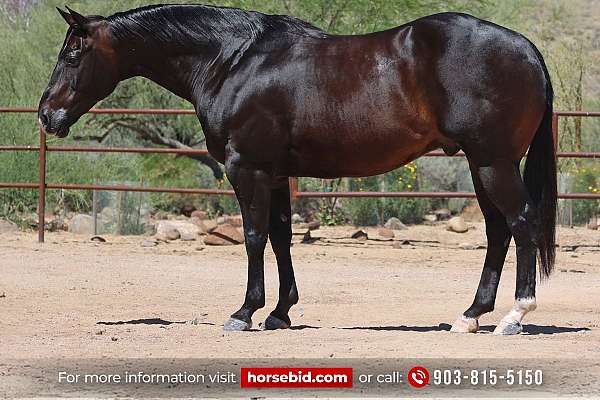 Moose - Solid Ranch and Rope Horse 12 Yr Old Brown AQHA Gelding!