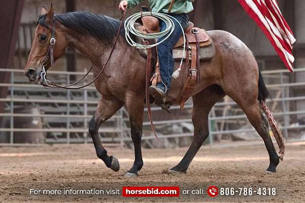 Leaha - Dependable Ranch & Rope Horse 8 Yr Old Bay Roan AQHA Mare!