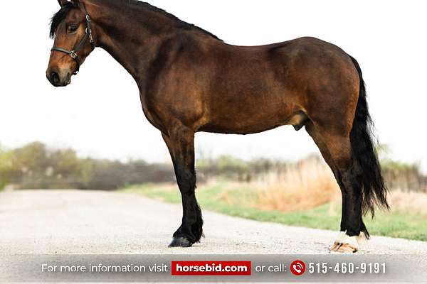 Kobe - Perfect All-Around Horse 5 Yr Old Bay Friesian Sport Horse Gelding!
