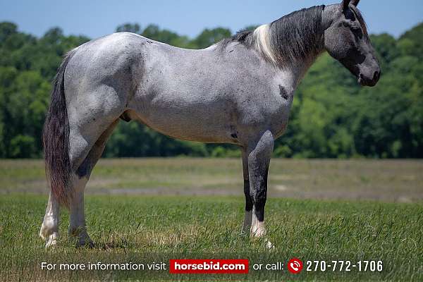 Cosmo - Quiet & Family Friendly 4 yo Blue Roan Percheron Cross Gelding!