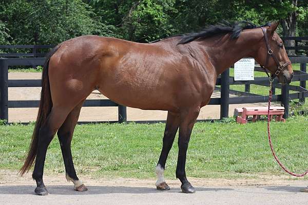 Top Thoroughbred Hunter Prospect!