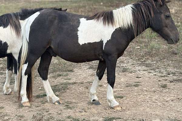 Cute and Friendly Pony - Teddy