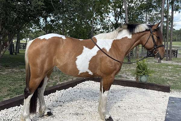 Dinnafash--Gypsy Cross Skewbald Paint Mare (2020)