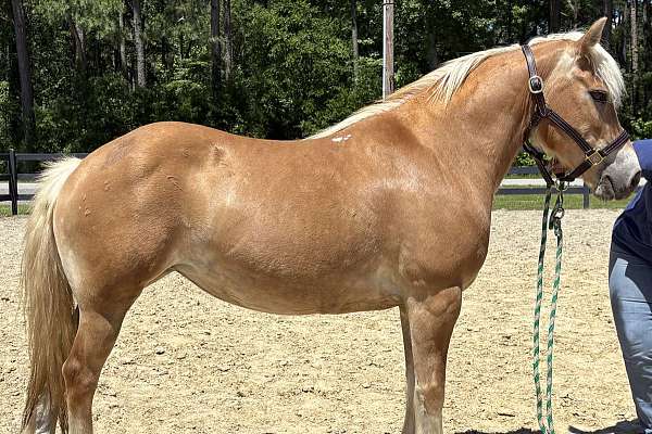 Sweet Haflinger Mare