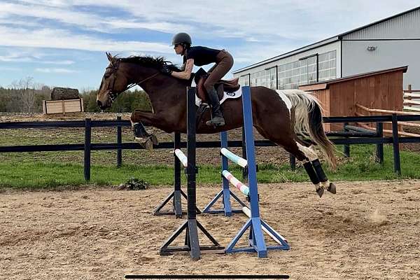 Flashy Hunter/Jumper/Eventer Prospect