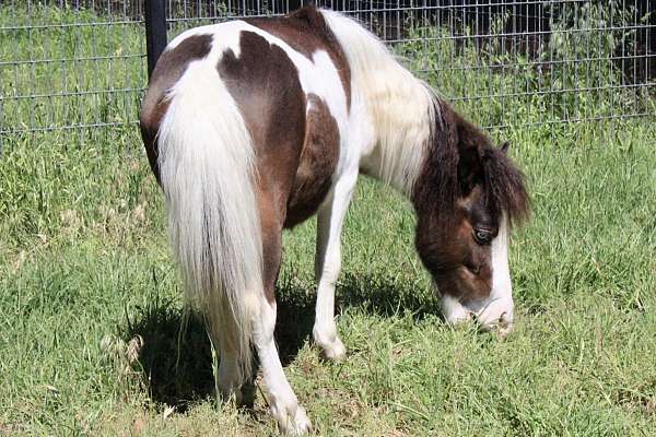 Tiny Miniature Stallion