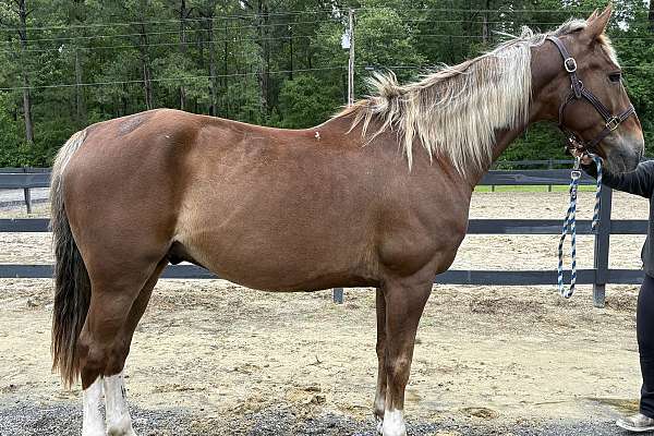 Belgian Morgan Gelding