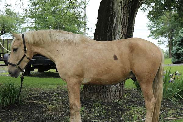 Quiet Draft Cross Gelding