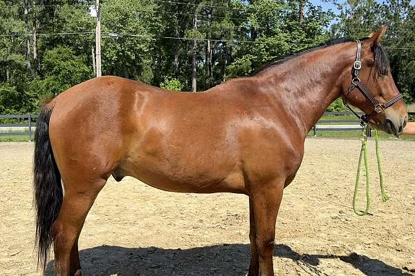 Belgian Morgan Gelding