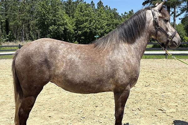 Grey Draft Cross Mare
