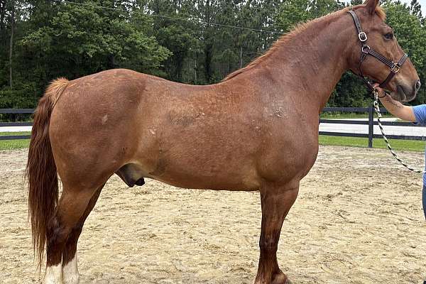 Sorrel Belgian Cross