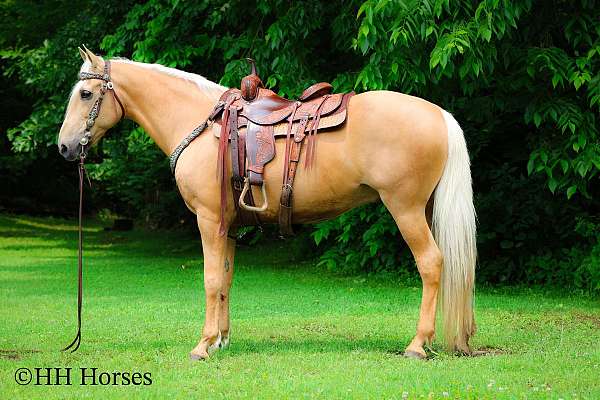 Gorgeous Golden Palomino Kentucky Mountain Gelding, Confident and Fun