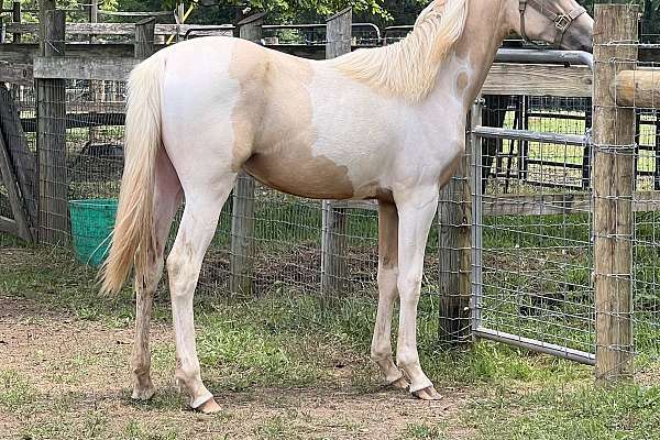 Palomino Tobiano Yearling TWH Filly