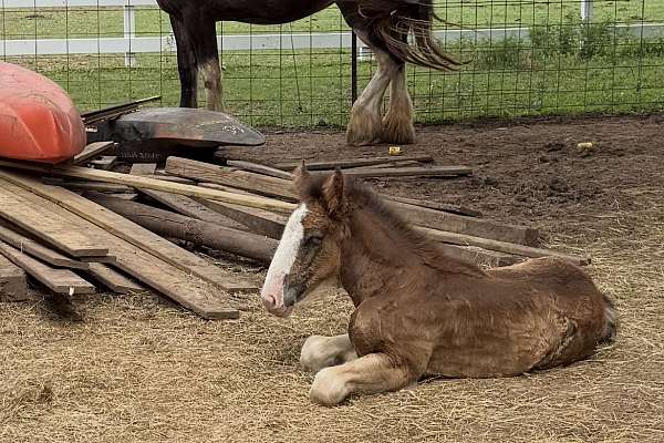 Flashy Drum Horse Colt – Bay, Blaze, Chrome!
